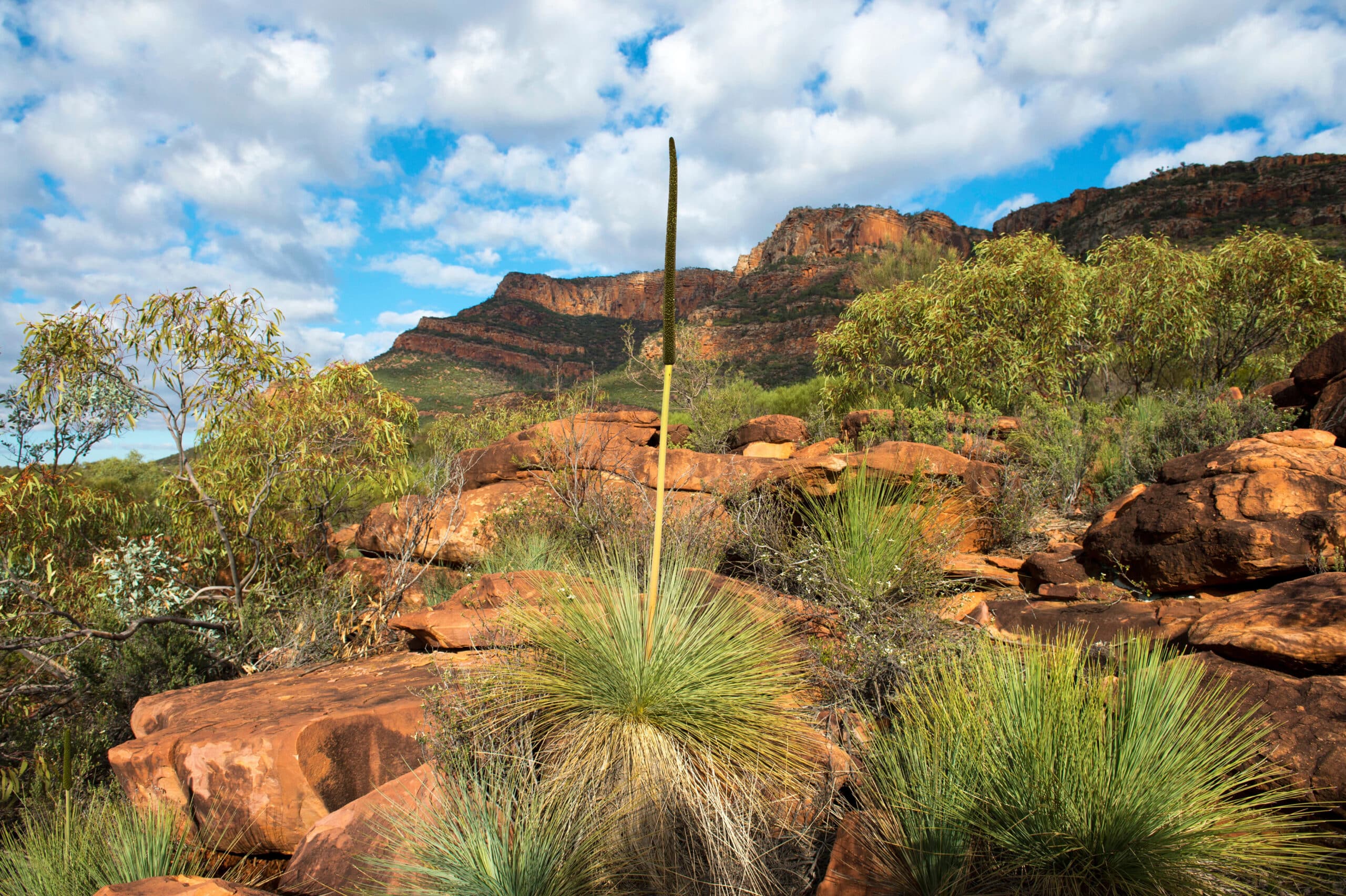 Eyre Peninsula and Flinders Ranges Tour from Adelaide