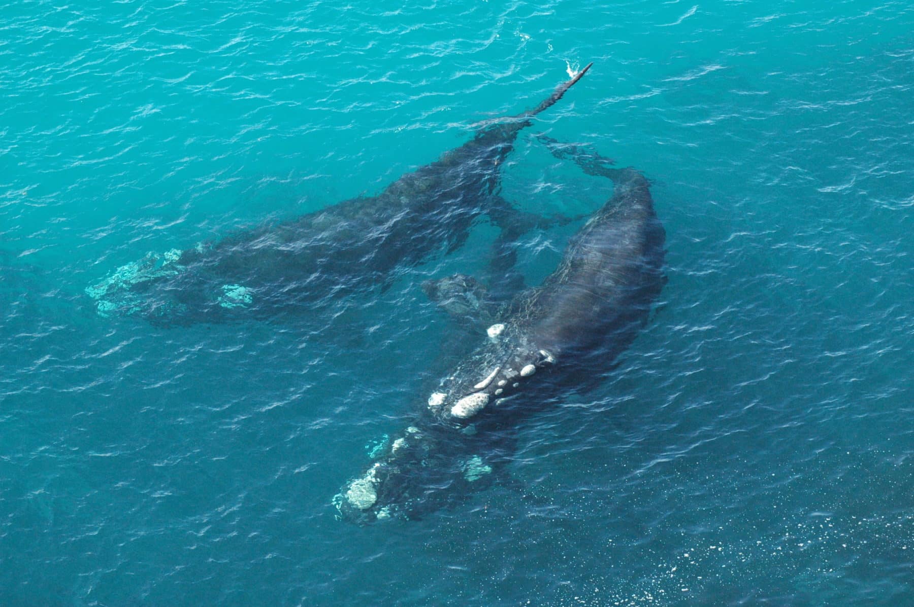 Great Australian Bight - Untamed Escapes